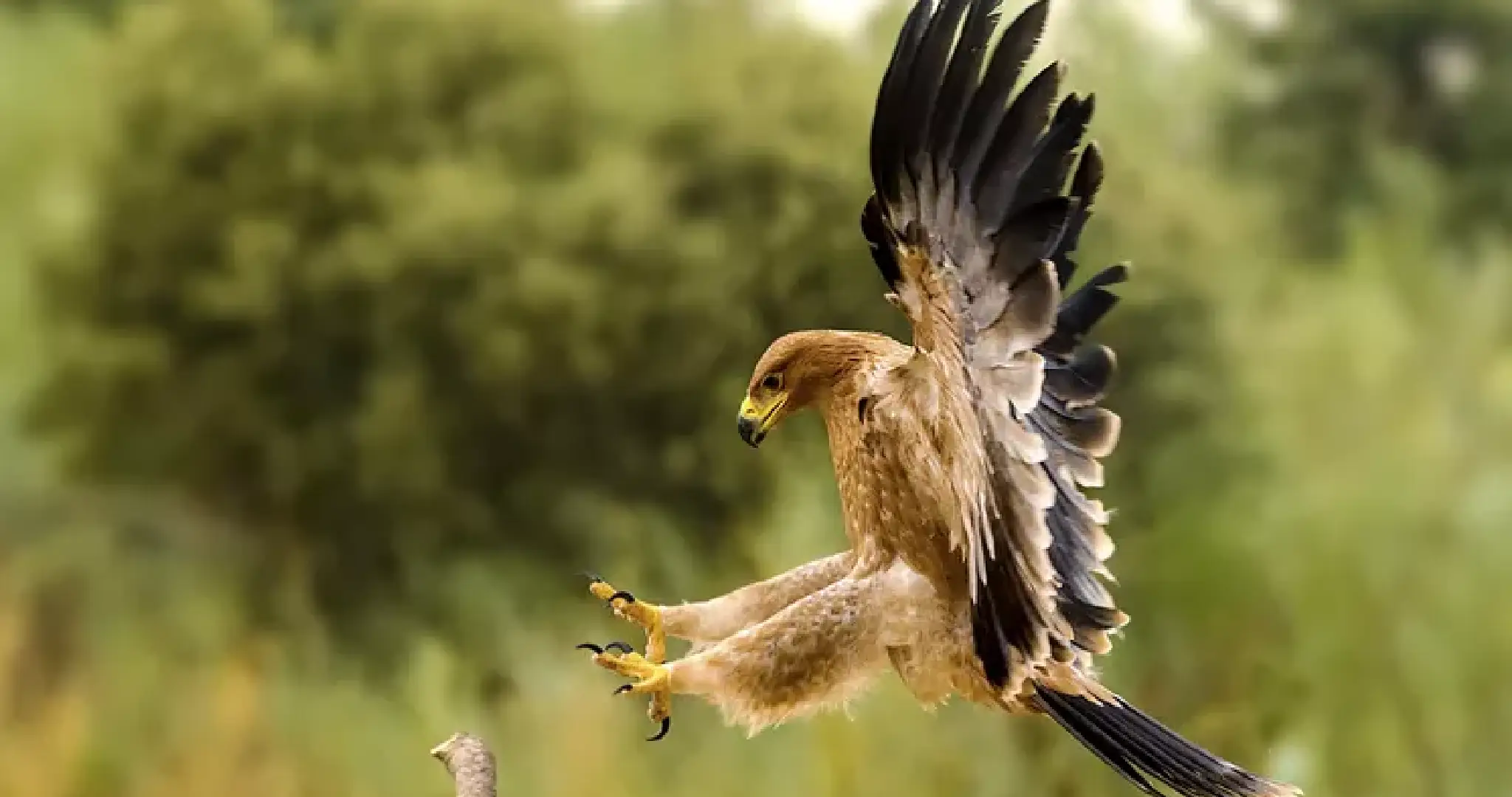 Flight Masters: Birds That Break Speed Records - IMP