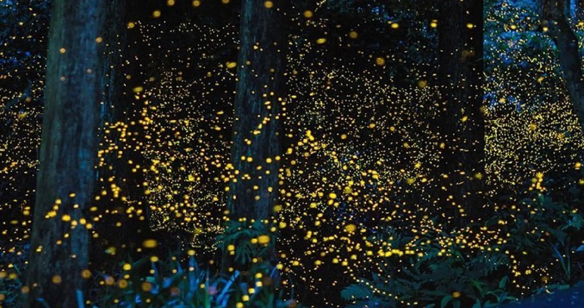 A Once-a-Year Wonder: Where to Catch Fireflies in Maharashtra This May ...